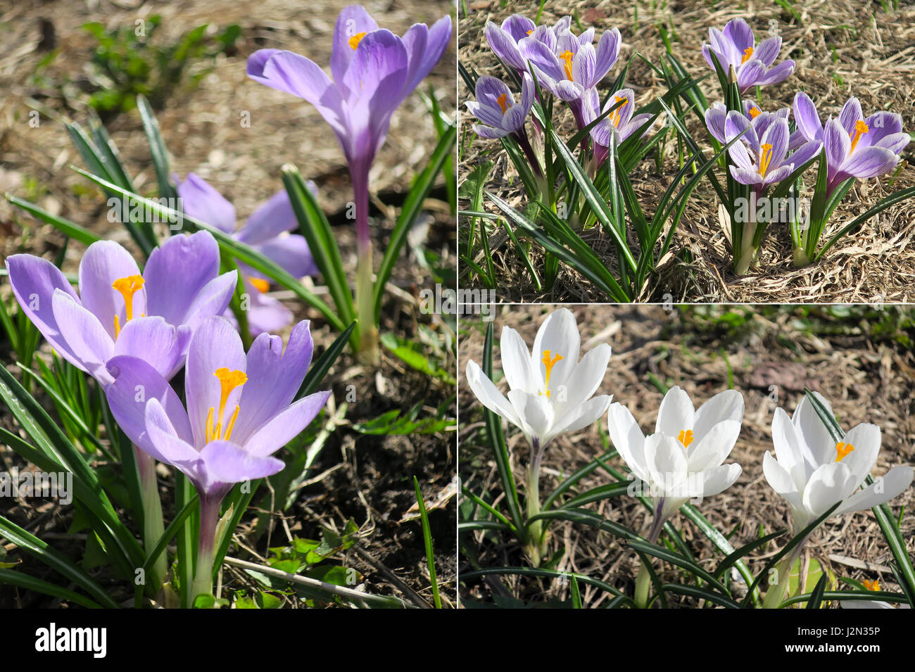 Collage of blooming spring flowers crocus growing Stock Photo - Alamy