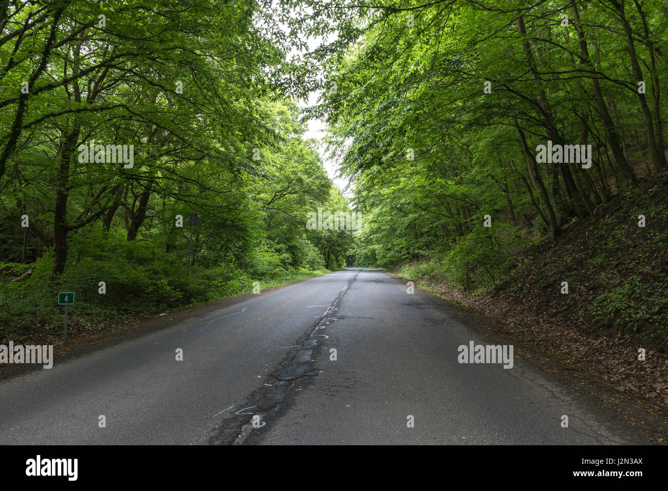Driving on a forest road Stock Photo - Alamy