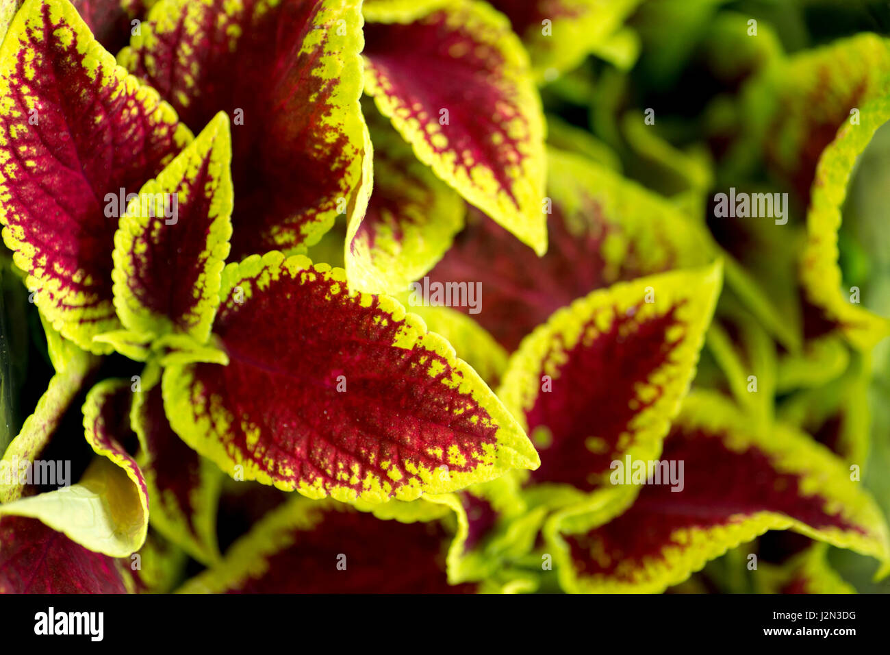 Red coleus close up for background or textures, Decorative red plants ...