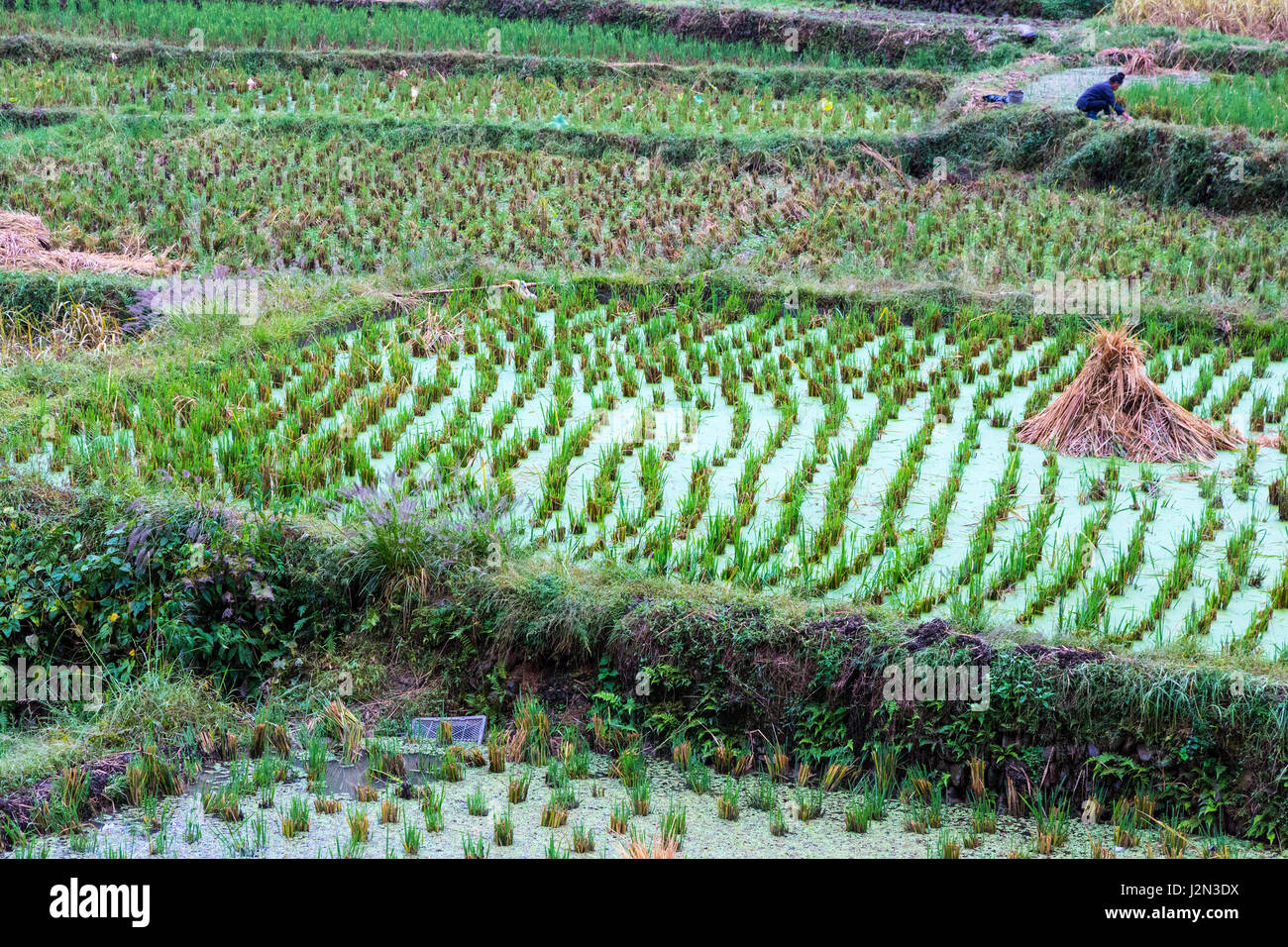 Zhaoxing, Guizhou, China, a Dong Minority Village. Rice Paddies Stock ...