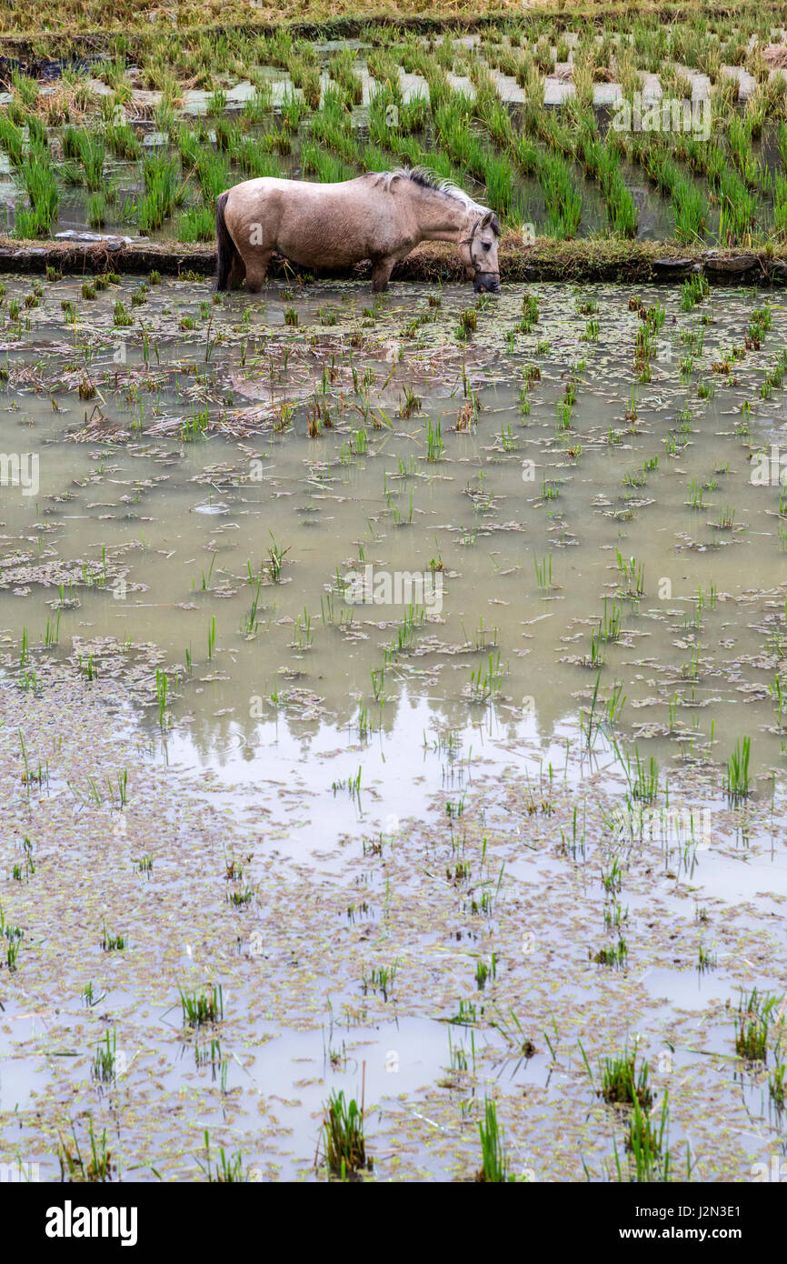 Zhaoxing, Guizhou, China, a Dong Minority Village. Horse Eating Rice ...