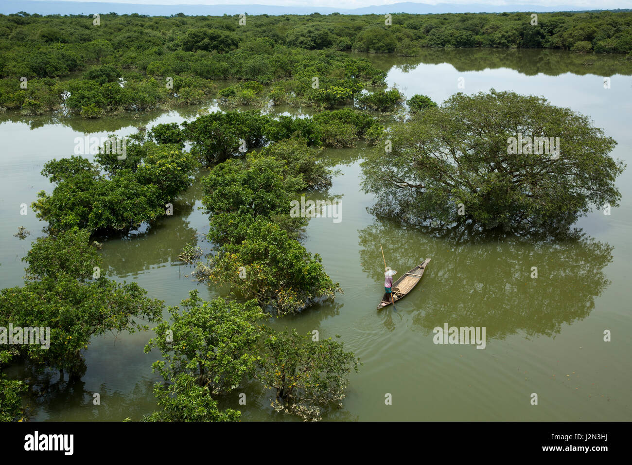 Aerial view of the Ratargul fresh water swamp forest. It is a very ...