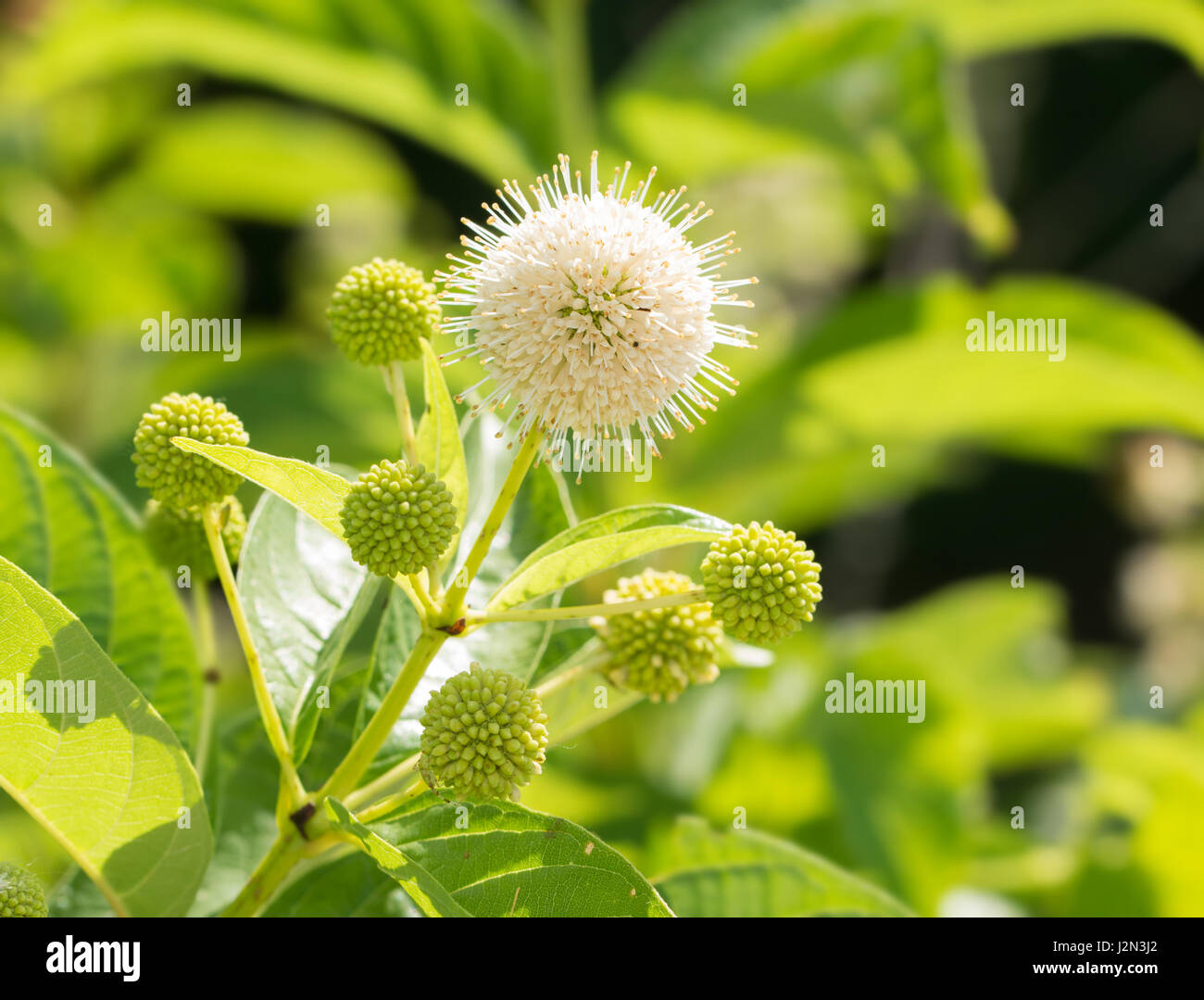 Blooming white flower of Buttonbush against green summer background ...