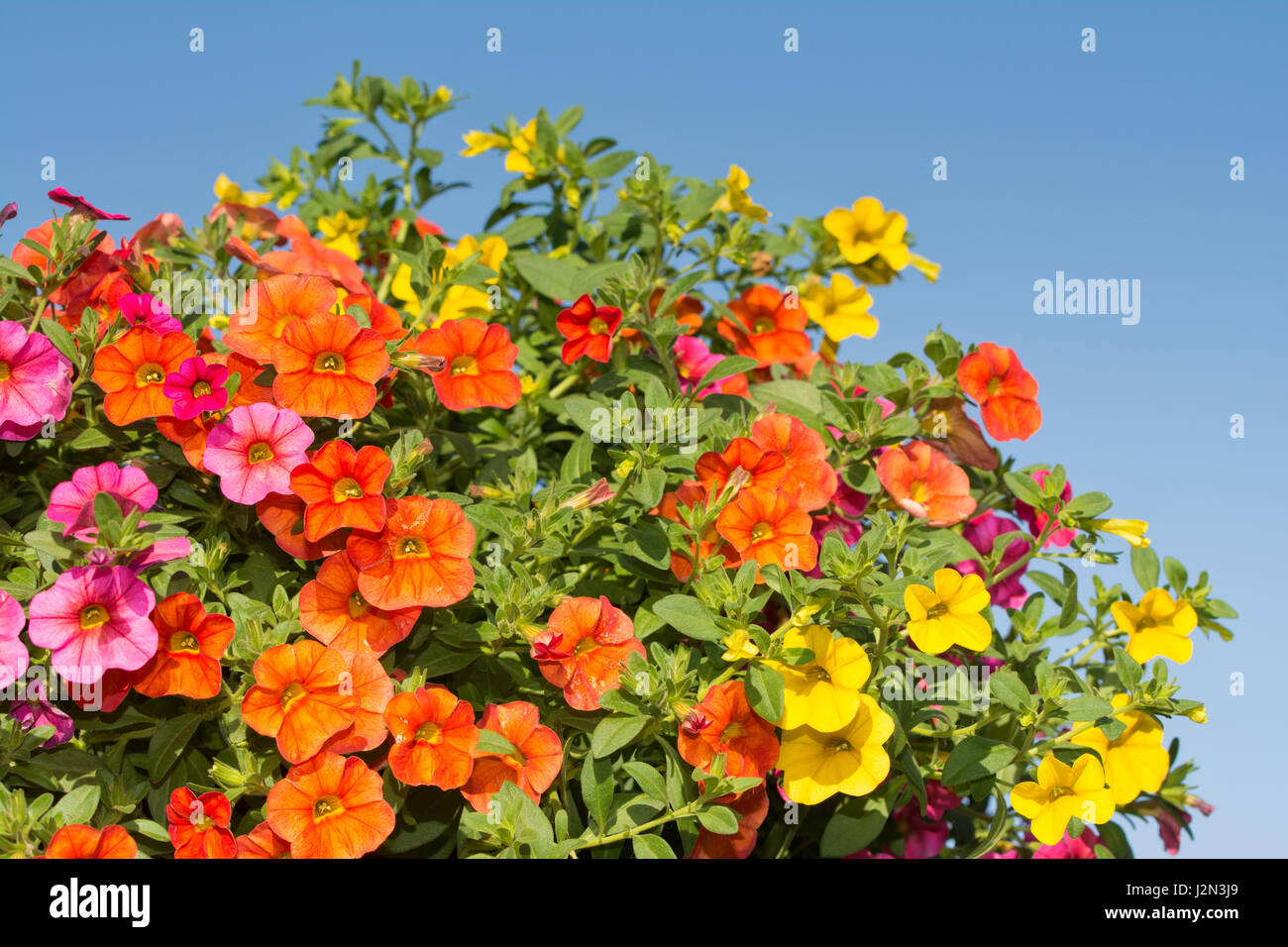 Calibrachoa hi-res stock photography and images - Alamy