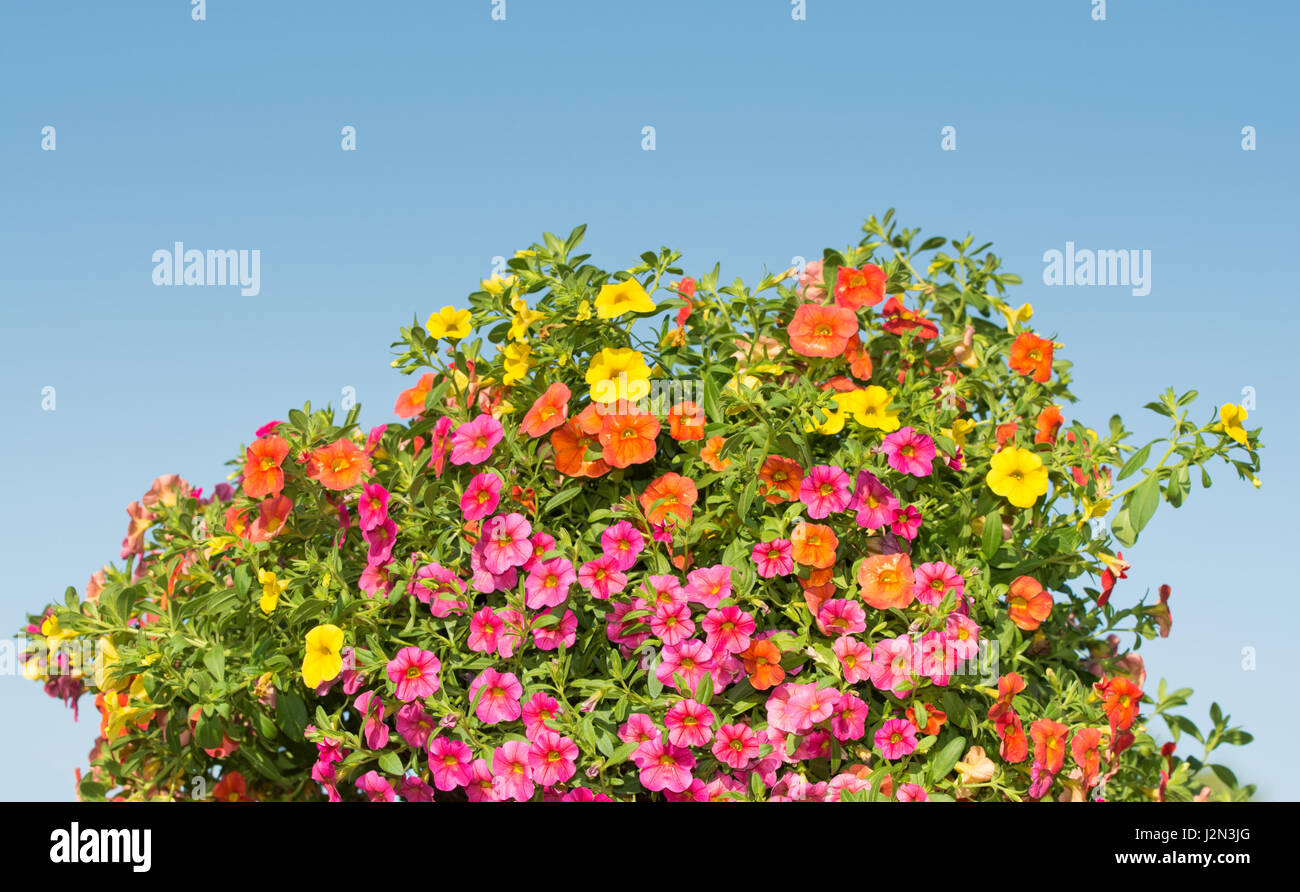 Petunia calibrachoa million bells hi-res stock photography and images ...