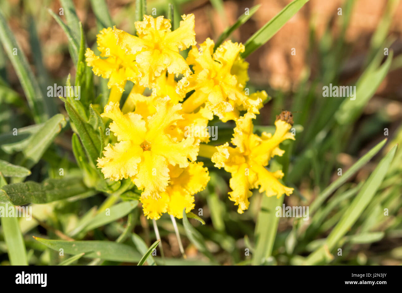 Bright yellow flowers of Fringed Puccoon, a common spring wild flower ...