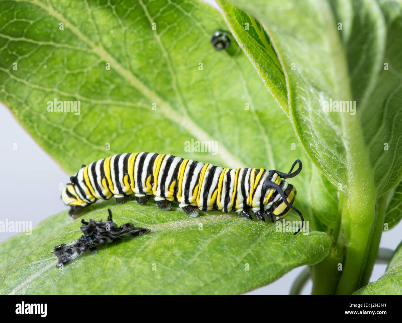 Monarch caterpillar molting hi-res stock photography and images - Alamy