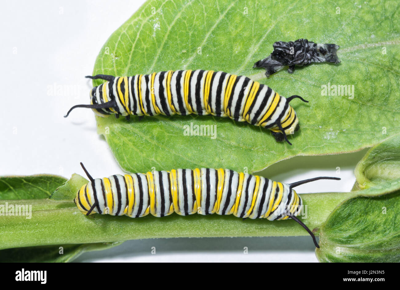Third and fouth instar comparison of Monarch caterpillars, with fourth ...