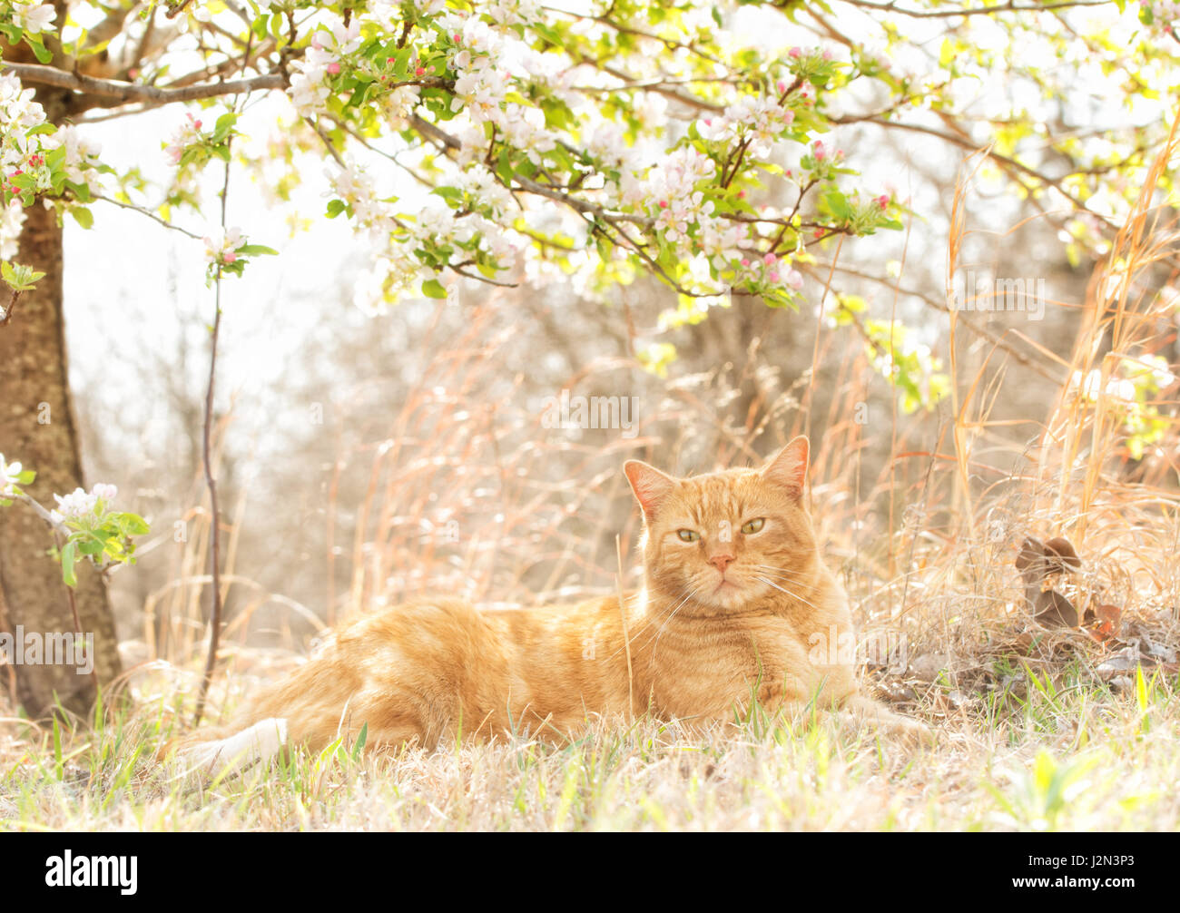 Cat in apple tree hi-res stock photography and images - Alamy