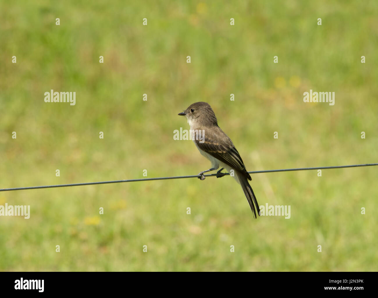 Bird sitting on wire fence hi-res stock photography and images - Alamy