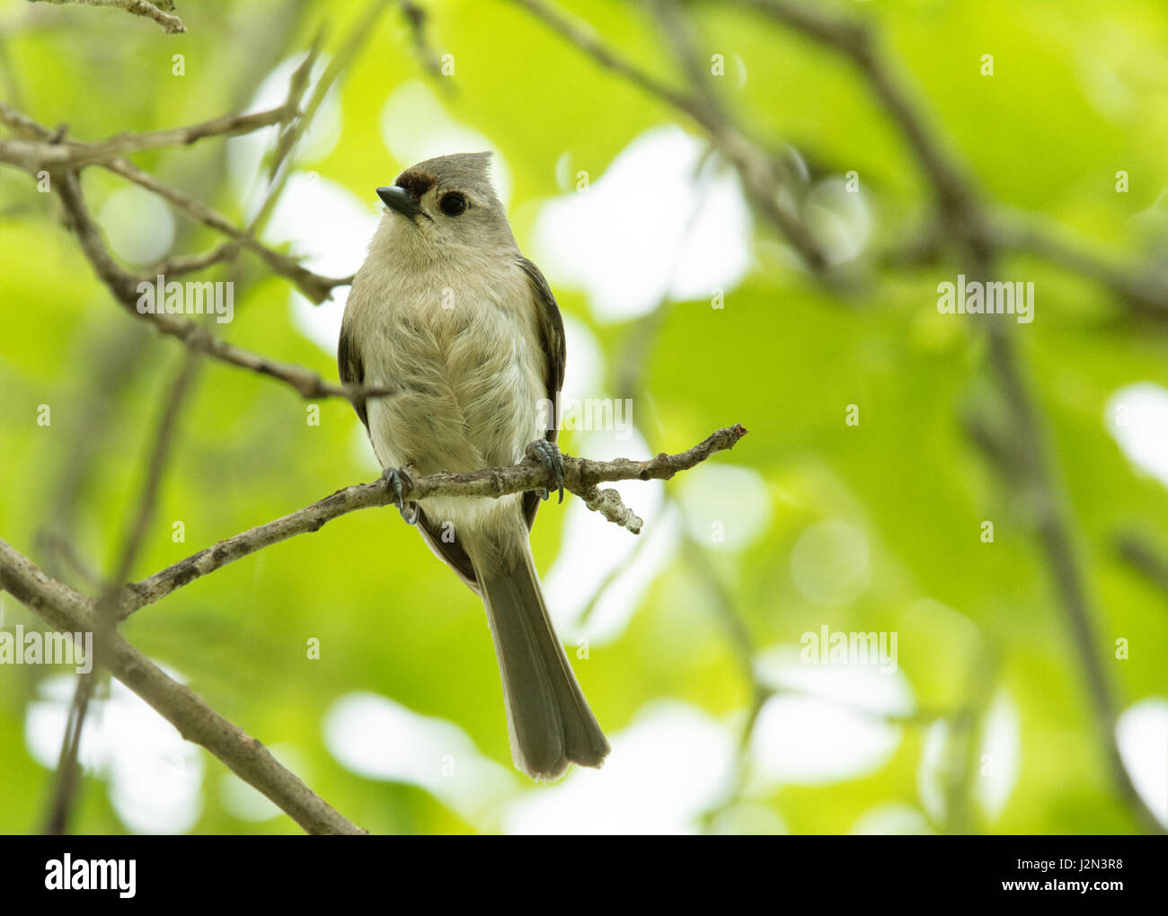Oak titmouse hi-res stock photography and images - Alamy