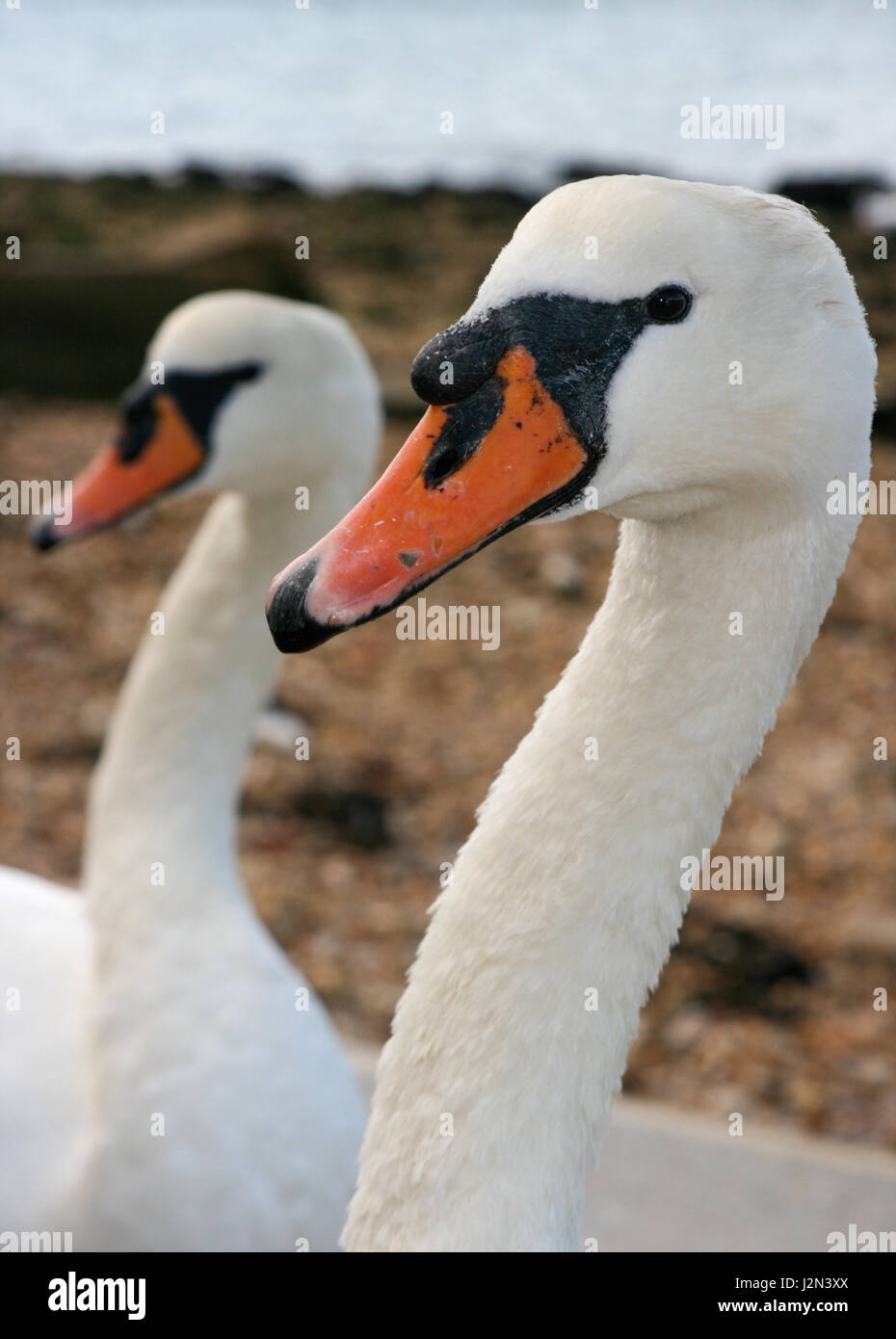 a head and neck profile close up of 2 two pair couple swan swans ...