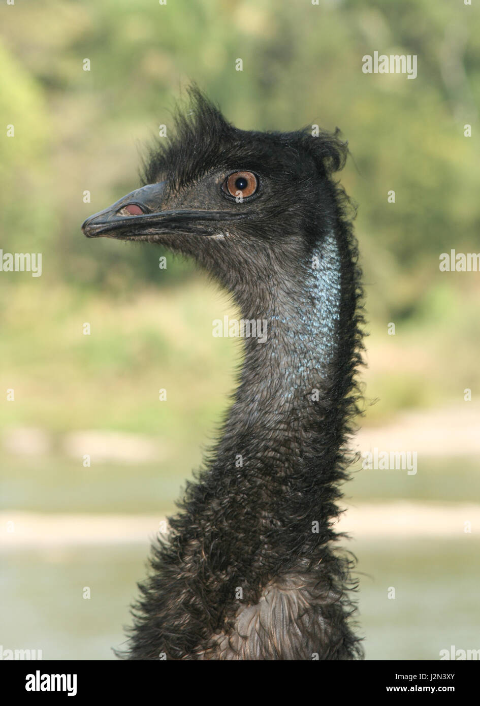 a close up 3/4 head and long neck profile view of an ostrich ostridge ...