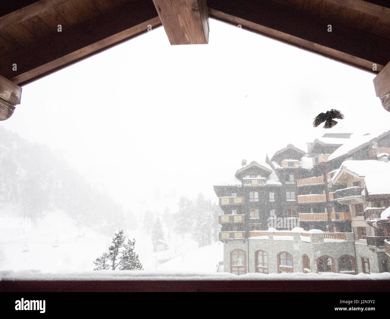 An Alpine chough yellow-billed chough Pyrrhocorax graculus bird crow ...