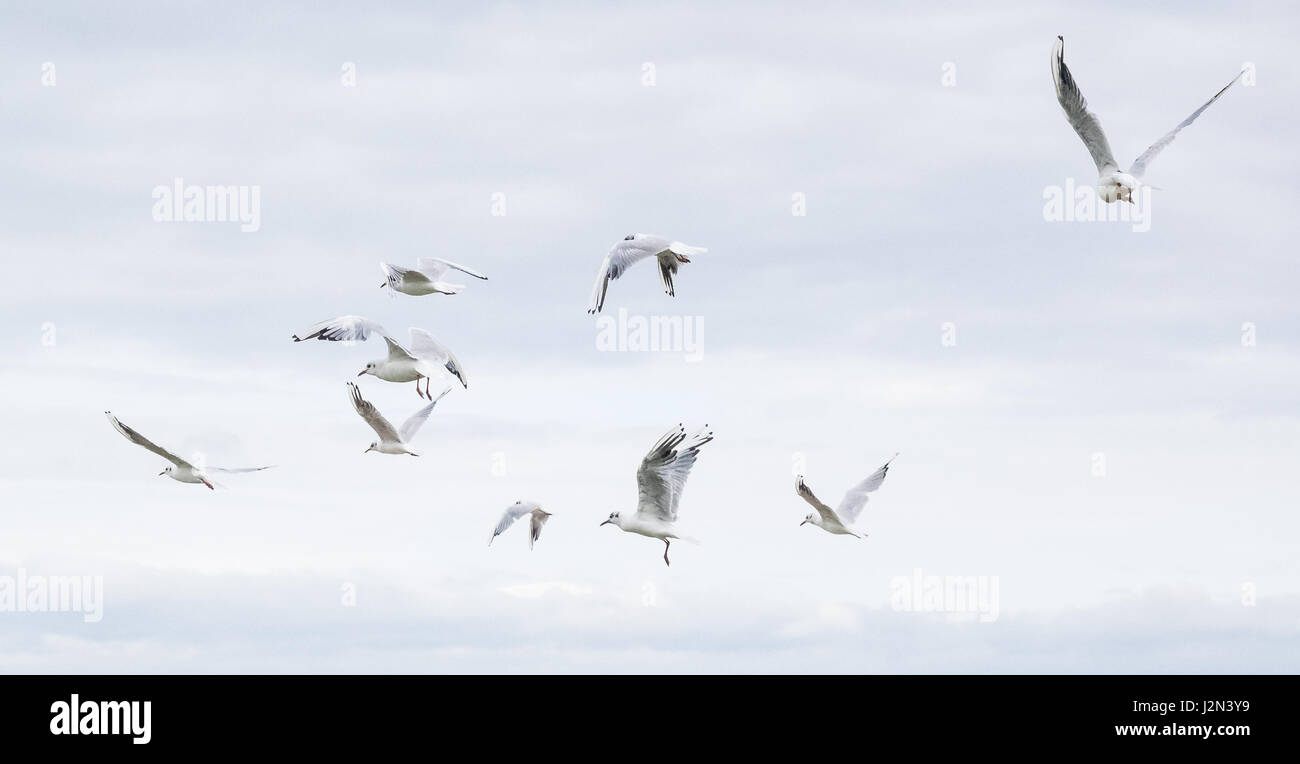 Group of birds hi-res stock photography and images - Alamy