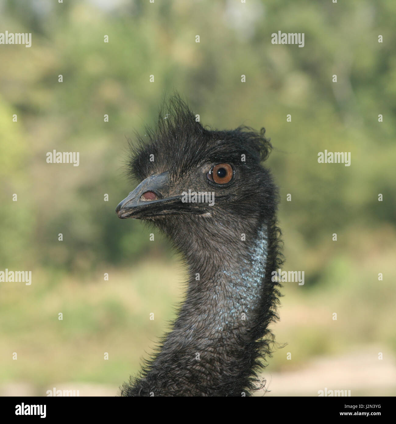 a close up 3/4 head and neck view of an ostrich ostridge bird looking ...