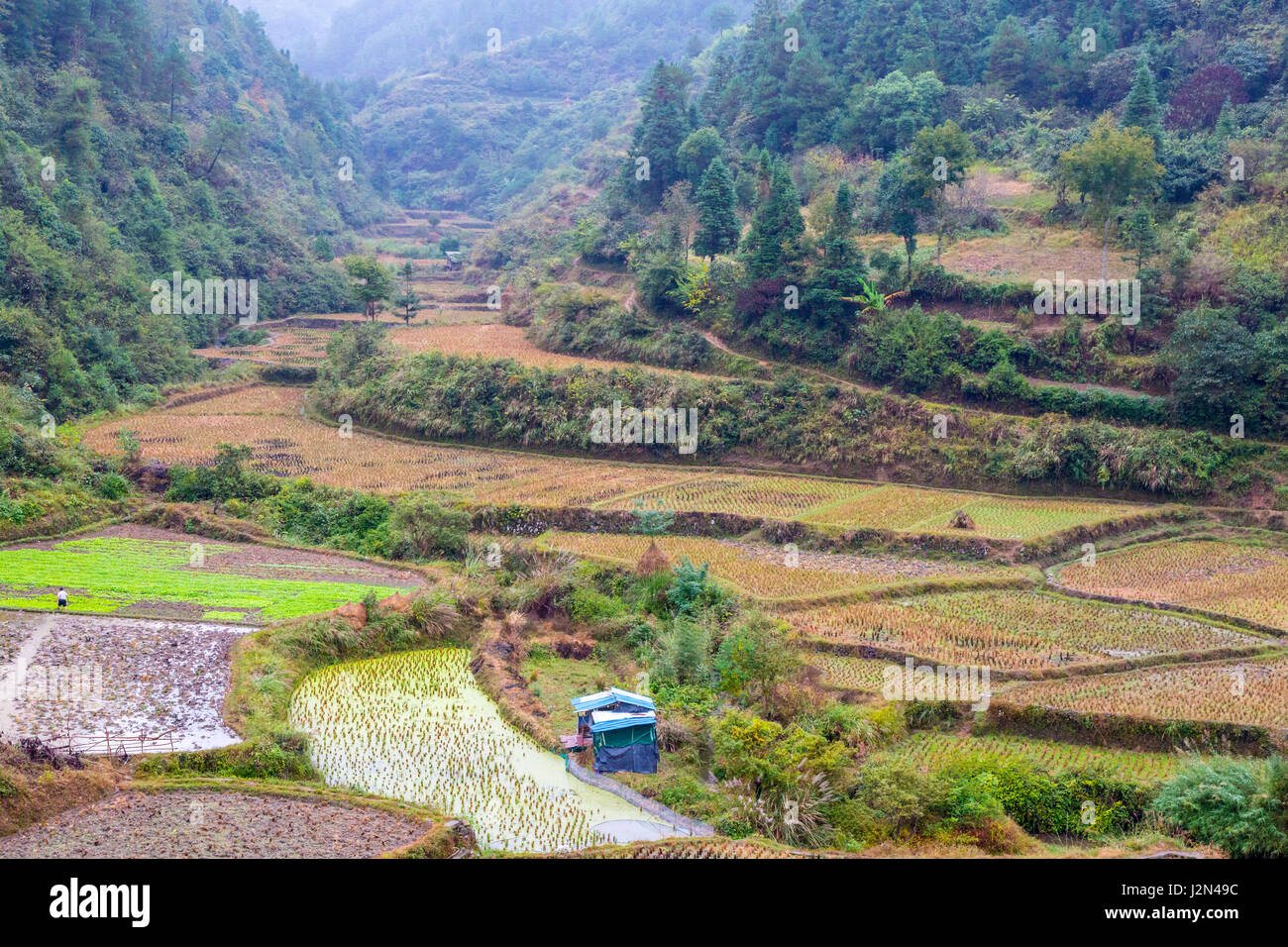 Rice paddies china hi-res stock photography and images - Alamy