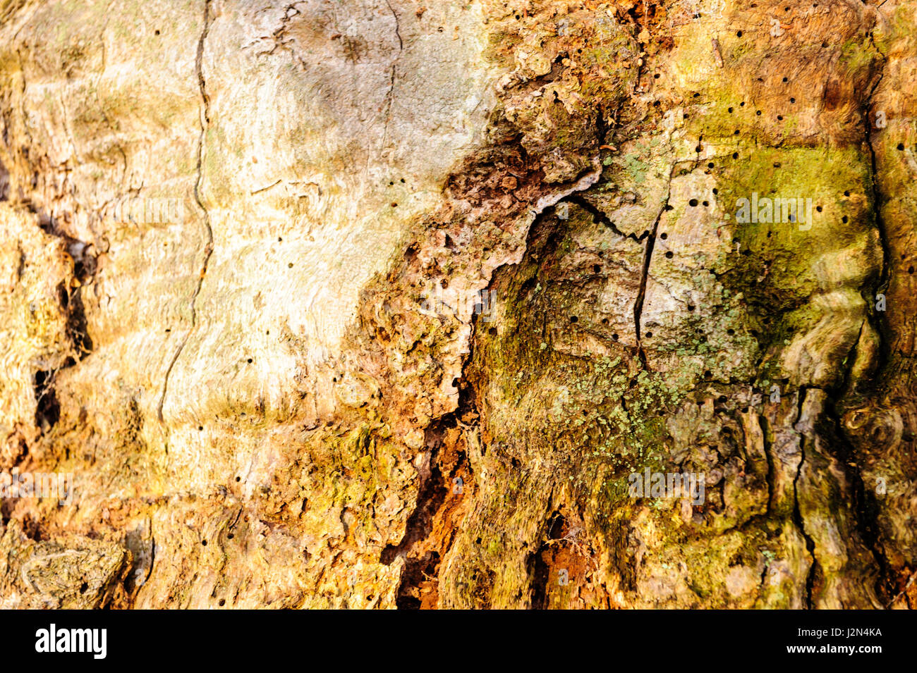 Wood texture background Close-up of old dead wood that is stained and ...