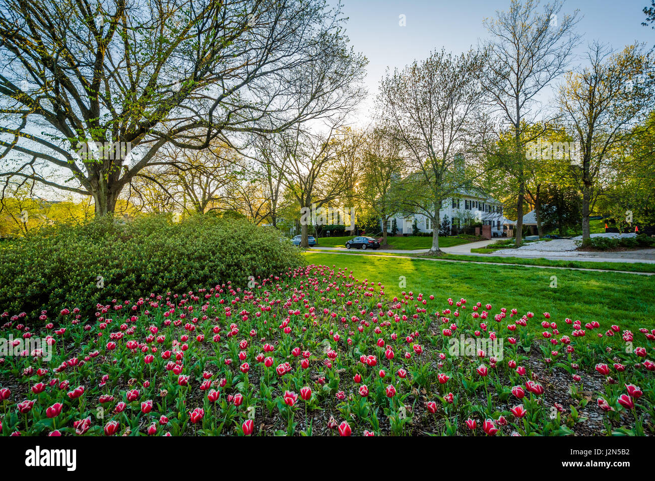 Tulips at Sherwood Gardens Park, in Guilford, Baltimore, Maryland Stock ...