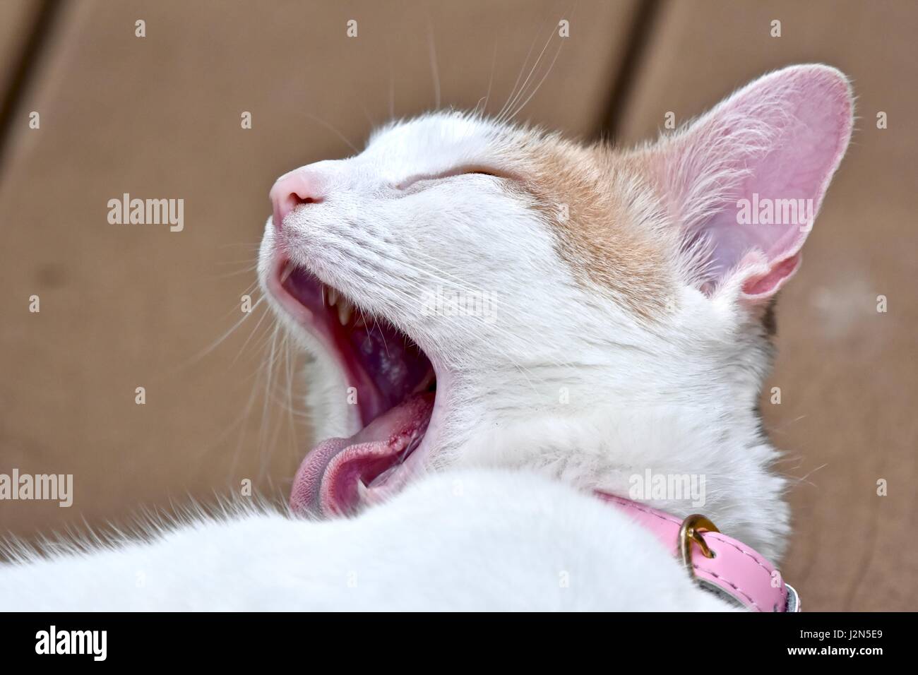 Calico cat outside on deck Stock Photo - Alamy