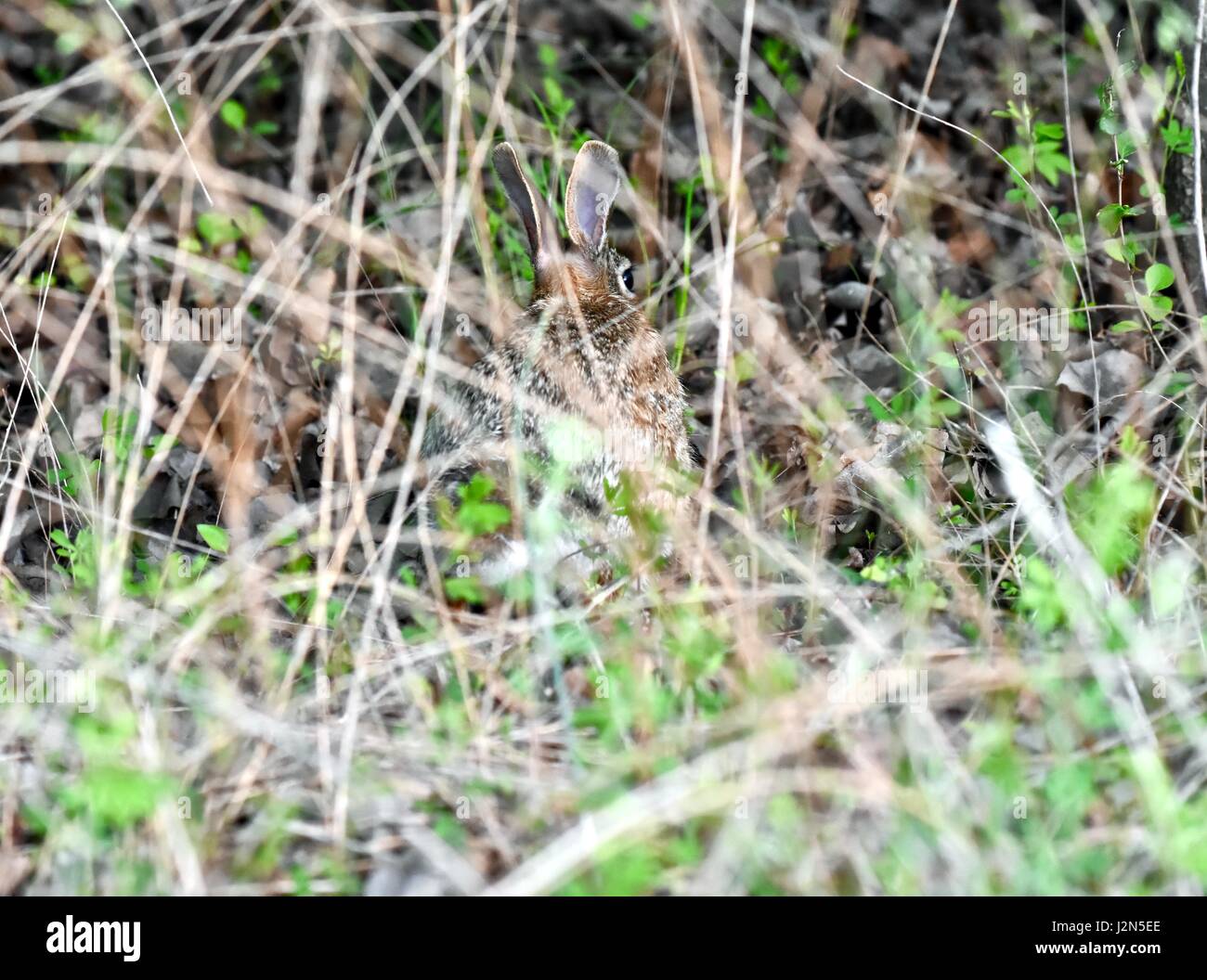 Brush rabbit hi-res stock photography and images - Alamy