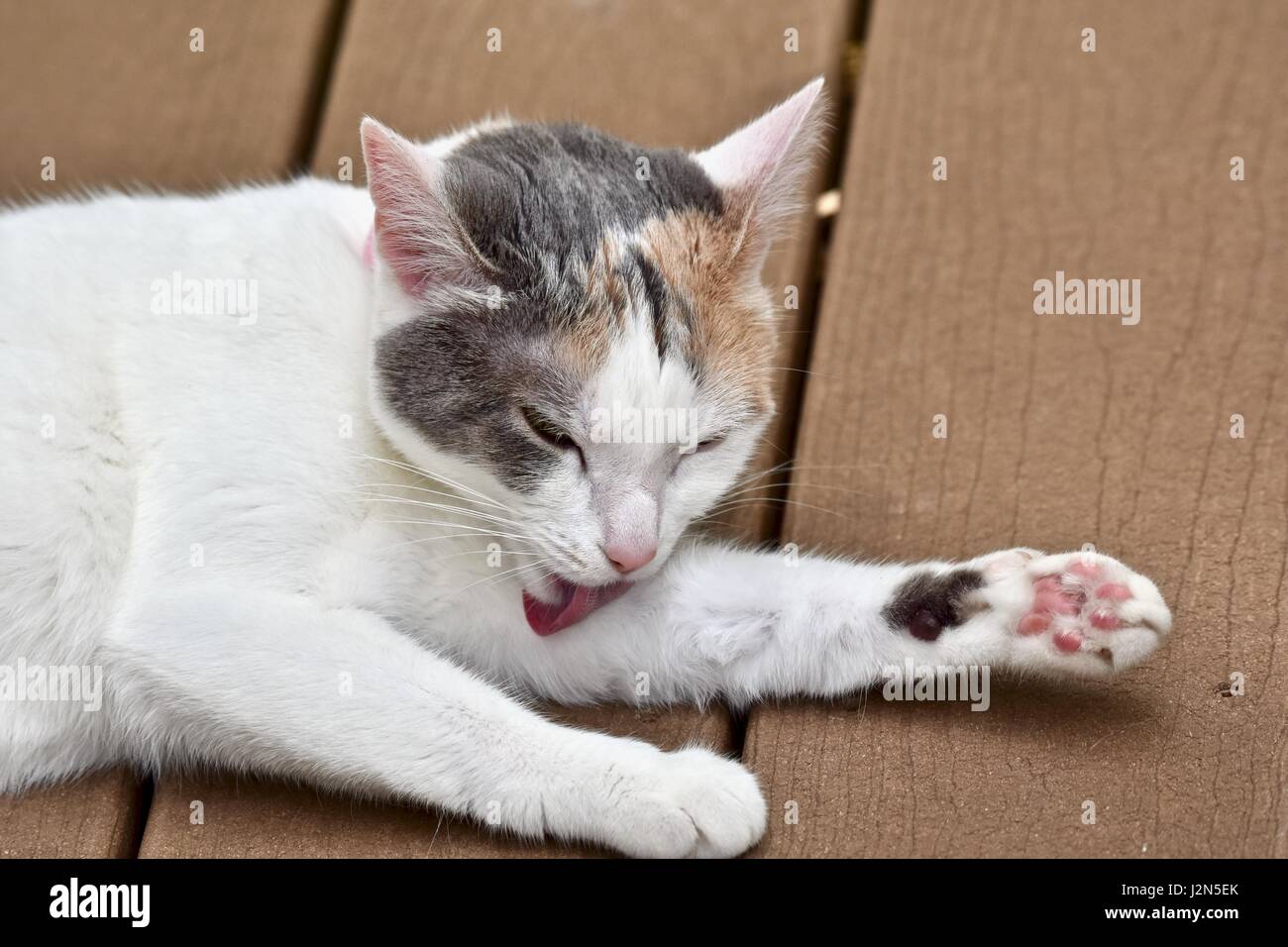 Calico cat outside on deck Stock Photo - Alamy