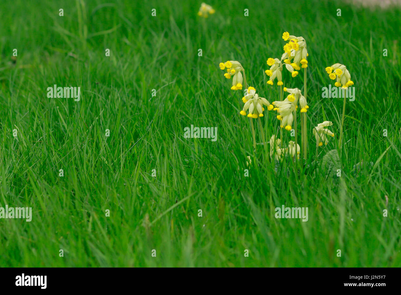Primula veris, Cowslip Flower isolated against Green grass meadow Stock ...