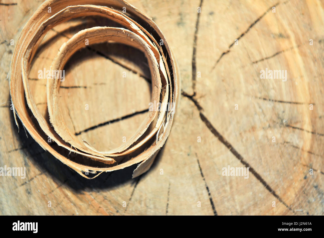 Top view of a tree stump isolated on background Radial cracks Stock ...
