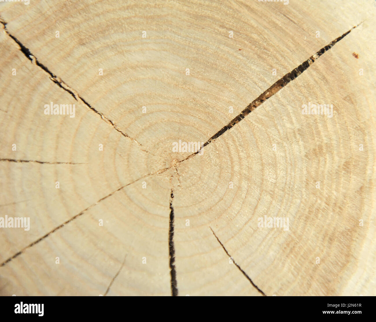 Radial cracks and tree rings hi-res stock photography and images - Alamy