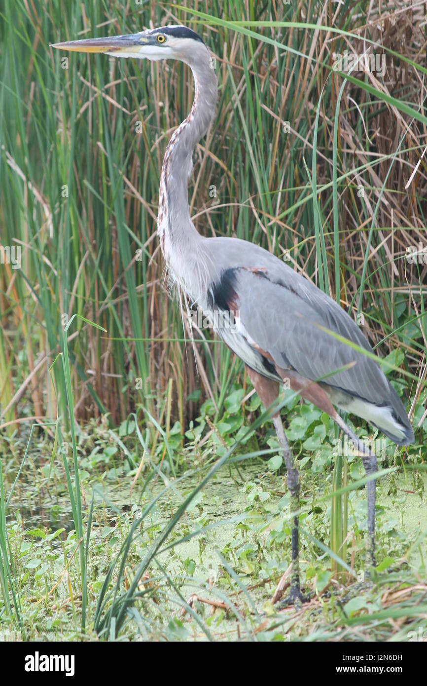 Gray stork hi-res stock photography and images - Alamy