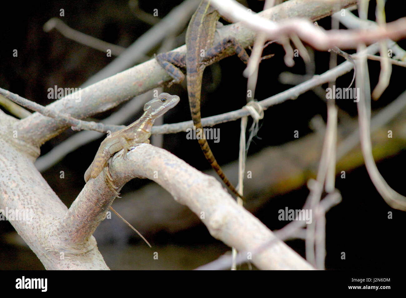 Hidden brown lizards hi-res stock photography and images - Alamy