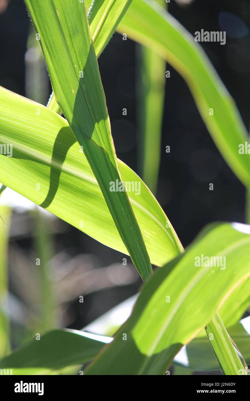 Corn leaves detail Stock Photo - Alamy