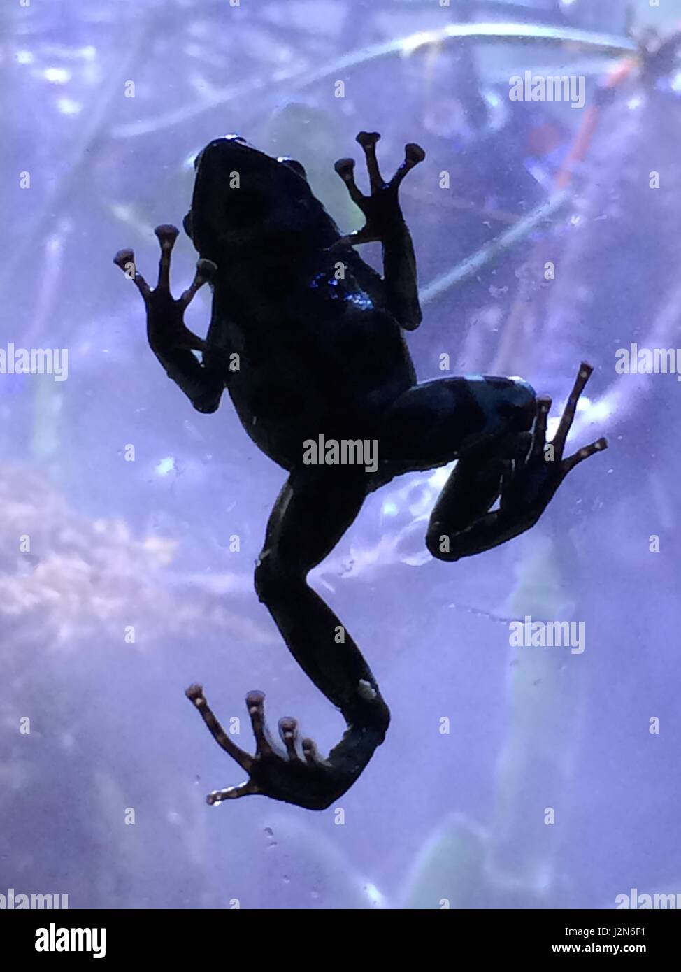 Purple Neon Tree Frog Poisonous