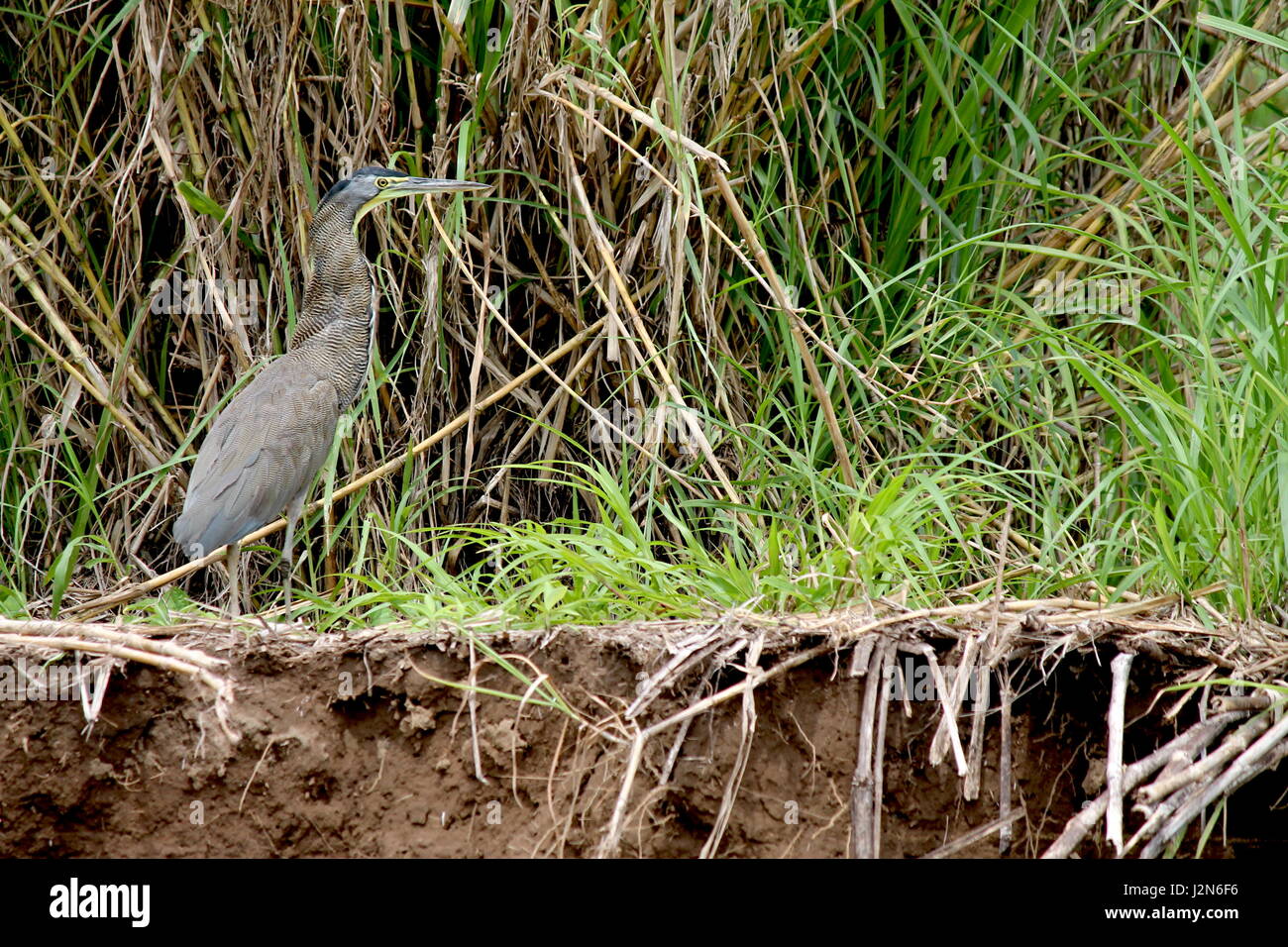 Grey stork along riverbank hi-res stock photography and images - Alamy