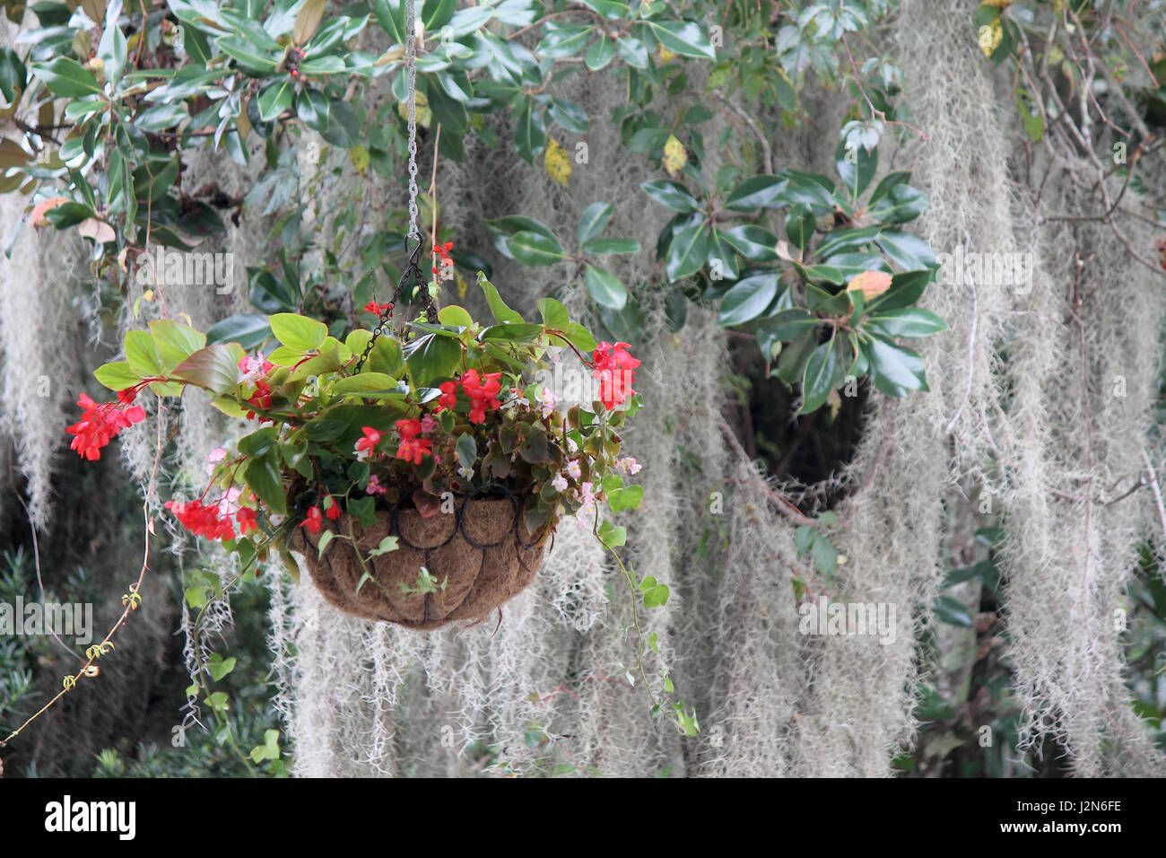 Spanish Moss Flower