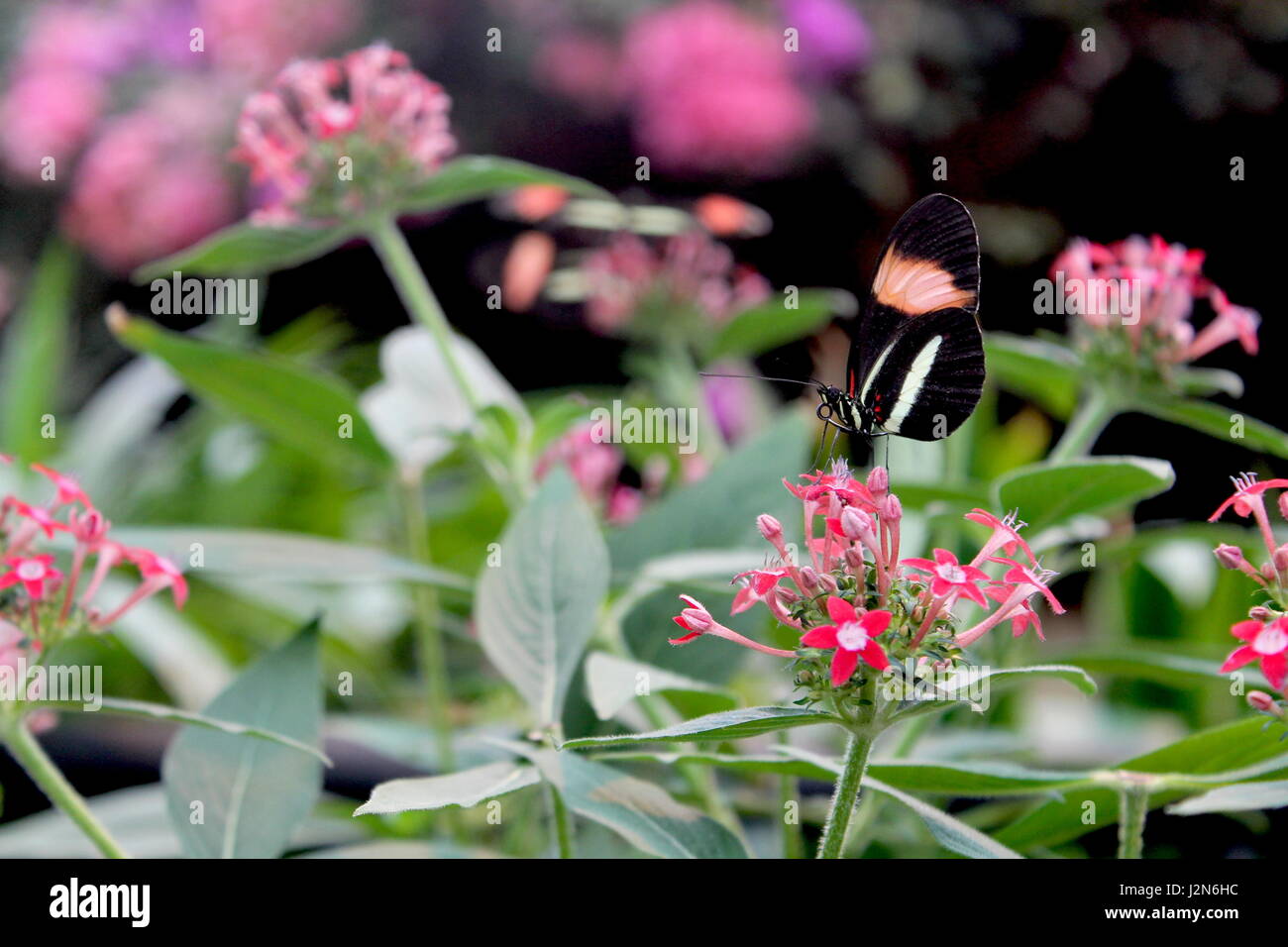 Black butterfly hi-res stock photography and images - Alamy