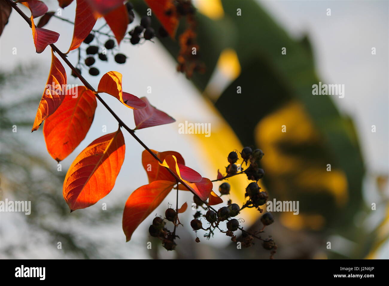Red leaves and tropical plants at sunset hi-res stock photography and ...