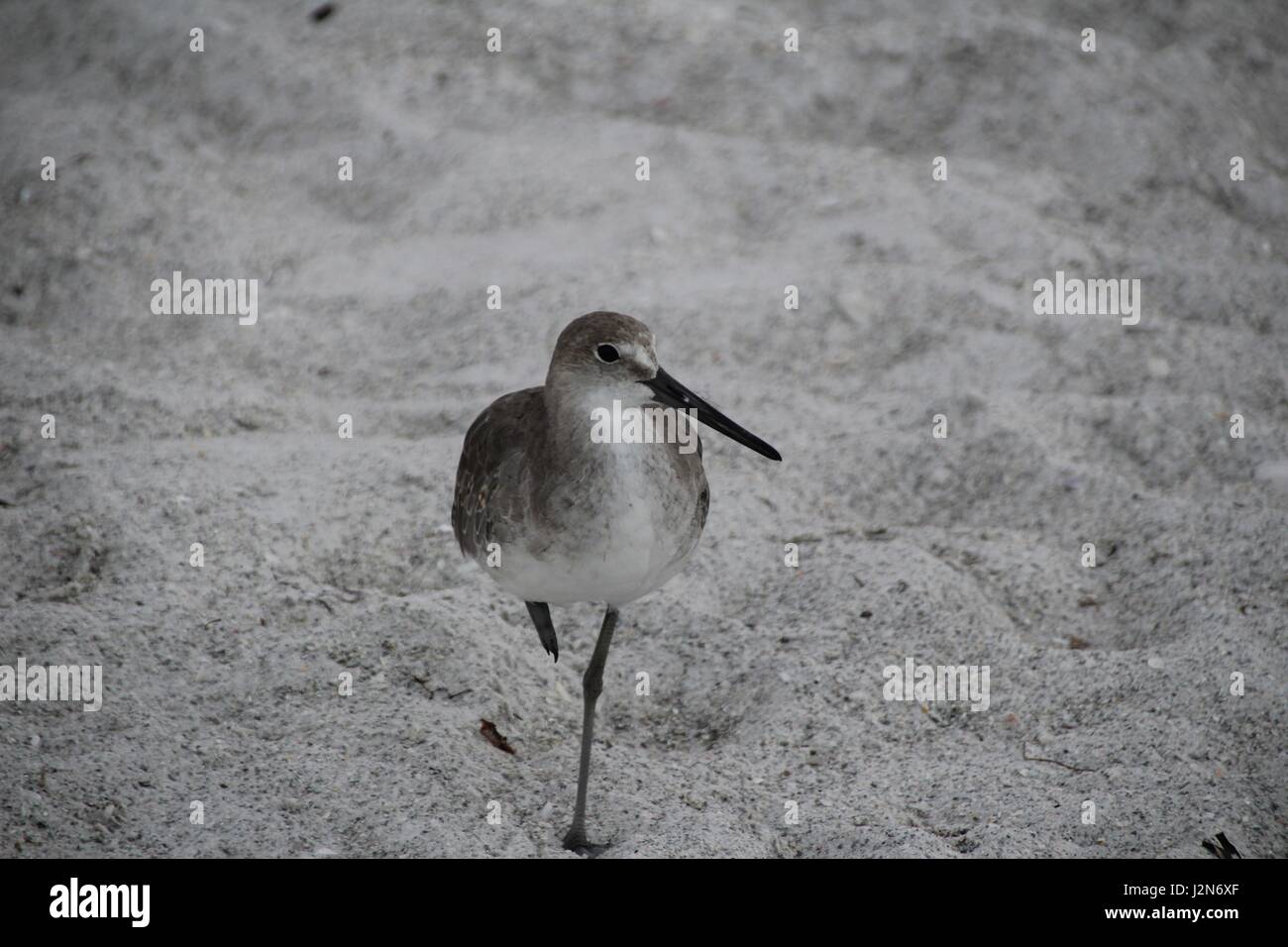A sandpiper on the beaches of Florida Stock Photo - Alamy
