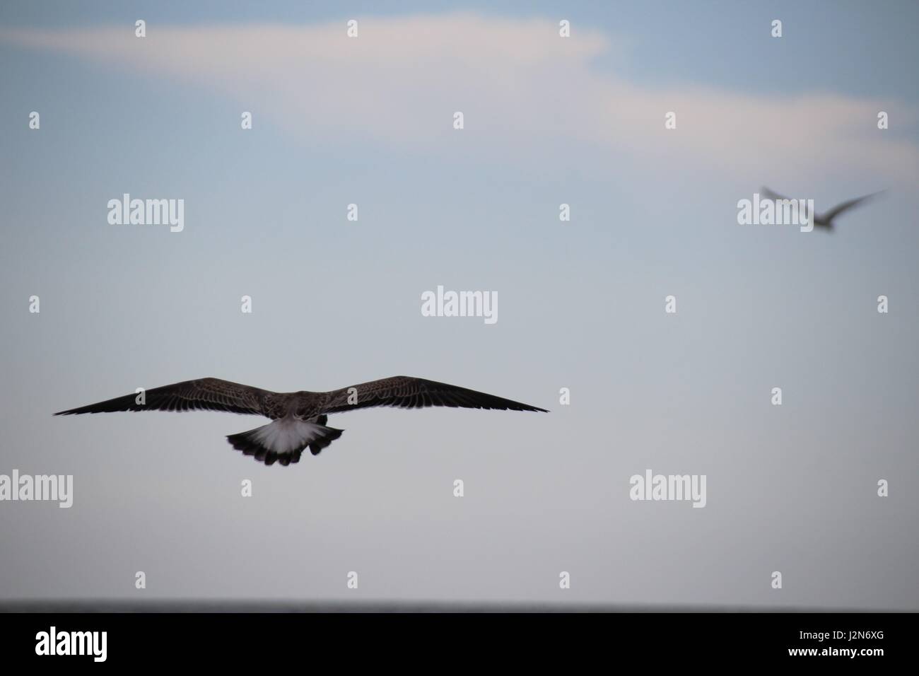 A bird in Tampa Bay, Florida, flying away Stock Photo - Alamy