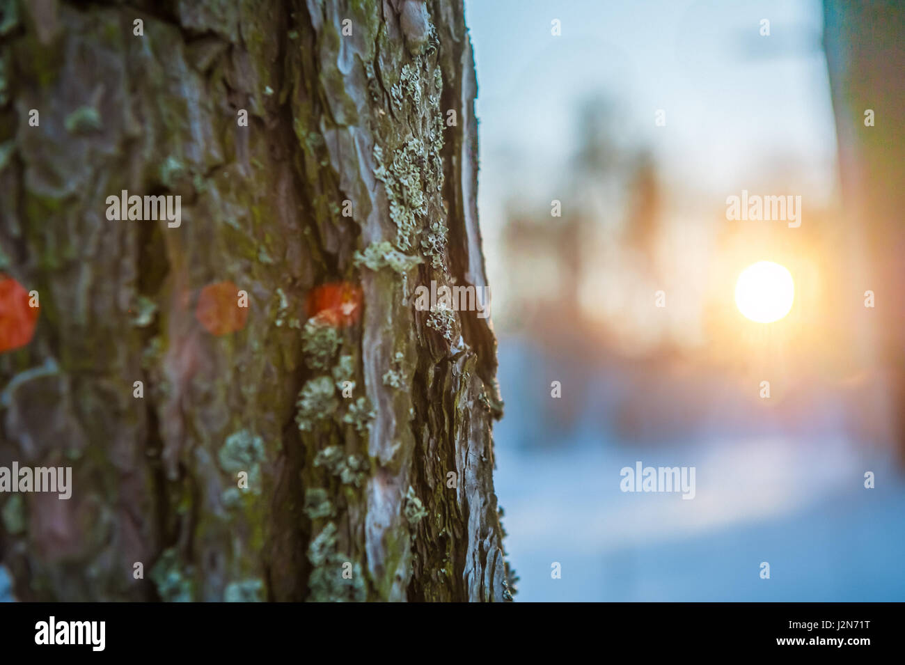 Winter wonderland picturesque landscape in early cold morning with soft ...