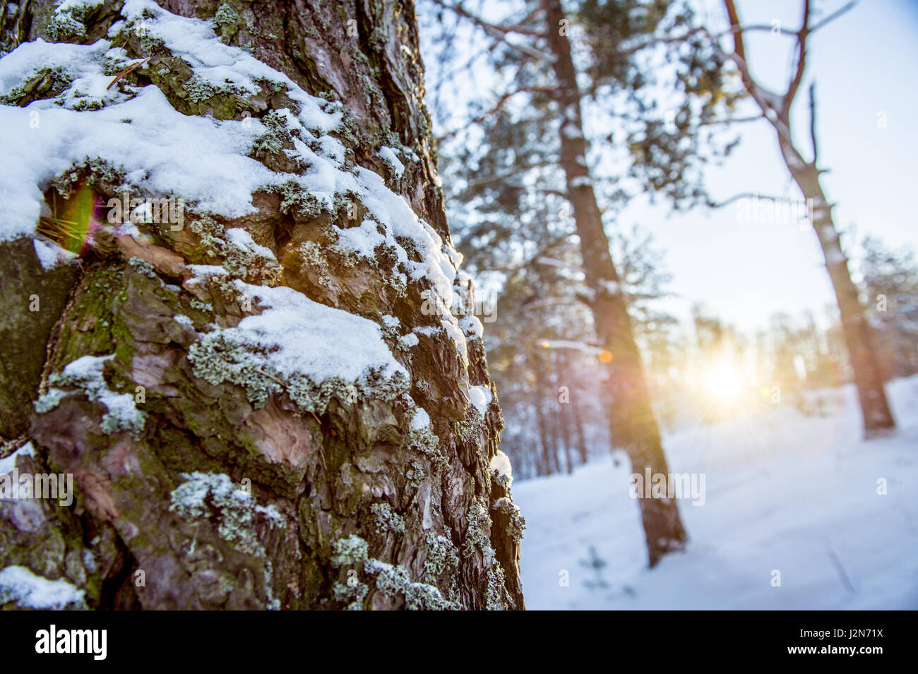 Winter wonderland picturesque landscape in early cold morning with soft ...