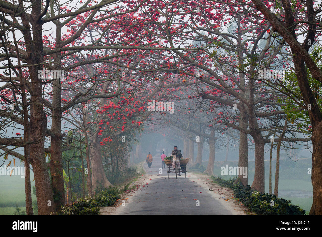 Red Silk Cotton flower trees also known as Bombax Ceiba, Shimul both ...