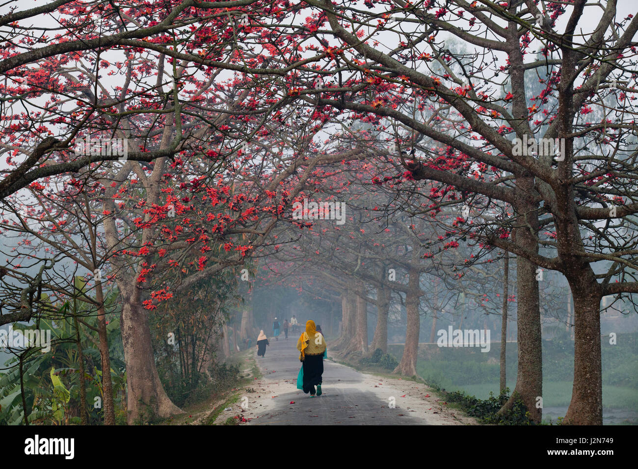 Red Silk Cotton flower trees also known as Bombax Ceiba, Shimul both ...