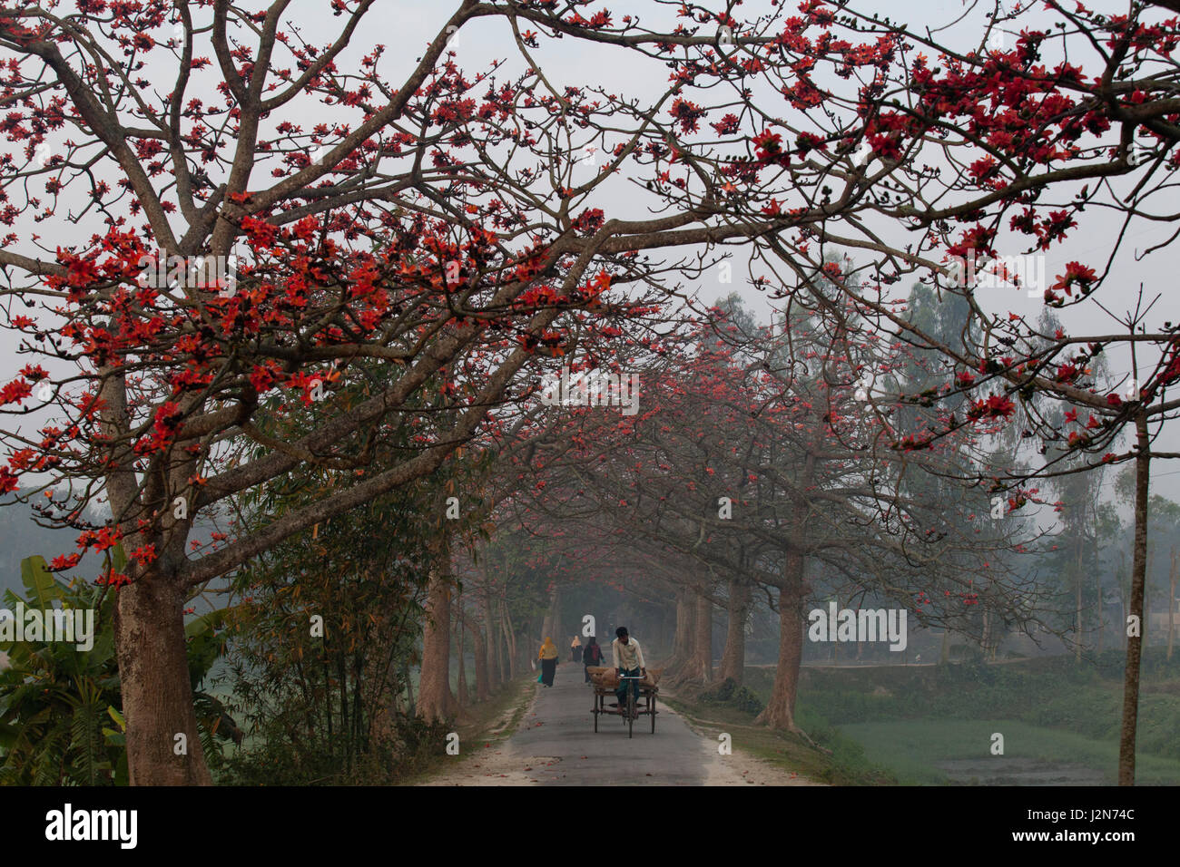 Red Silk Cotton flower trees also known as Bombax Ceiba, Shimul both ...