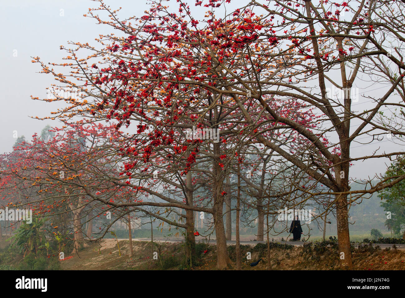 Red Silk Cotton flower trees also known as Bombax Ceiba, Shimul both ...