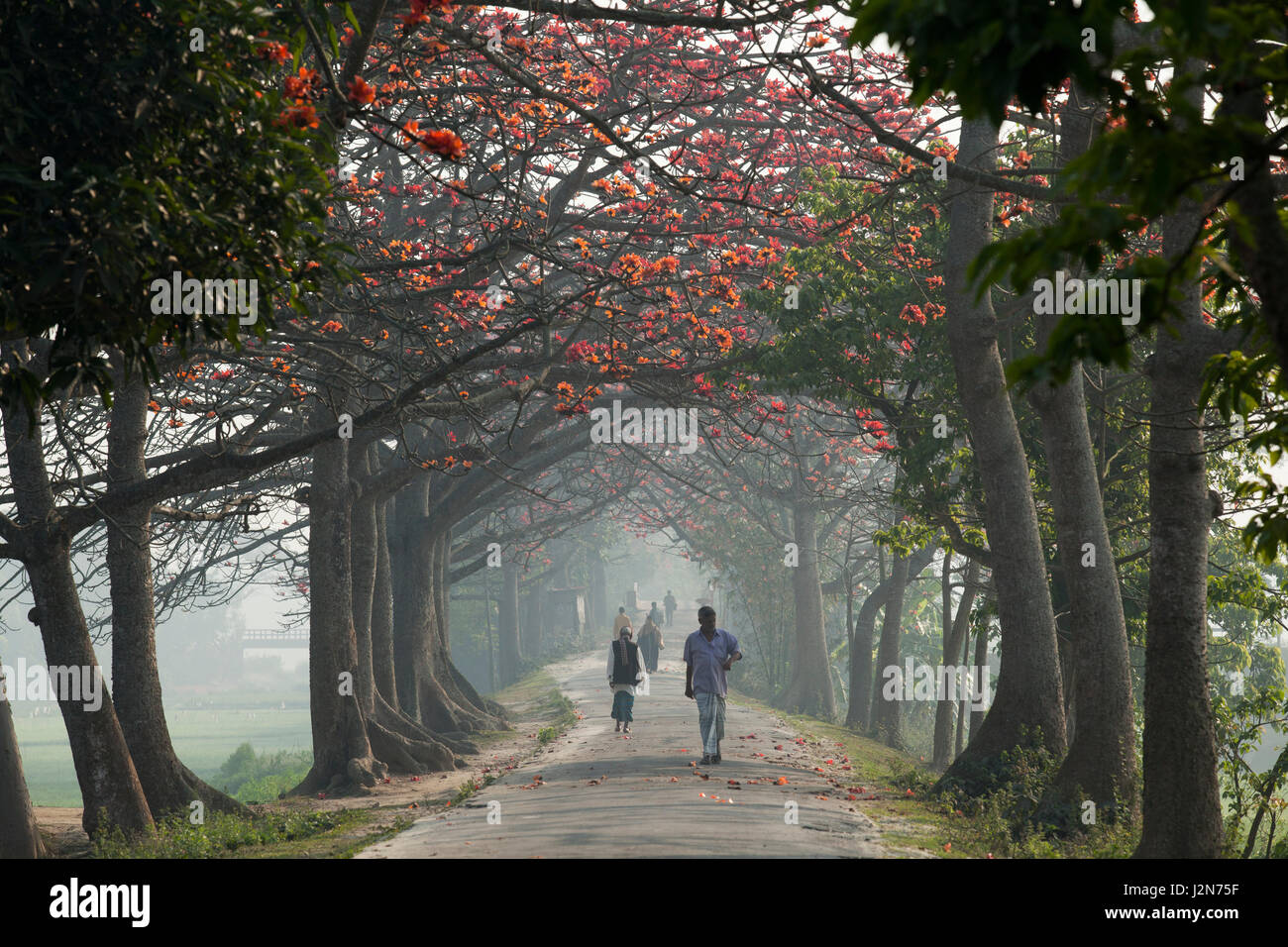 Red Silk Cotton flower trees also known as Bombax Ceiba, Shimul both ...