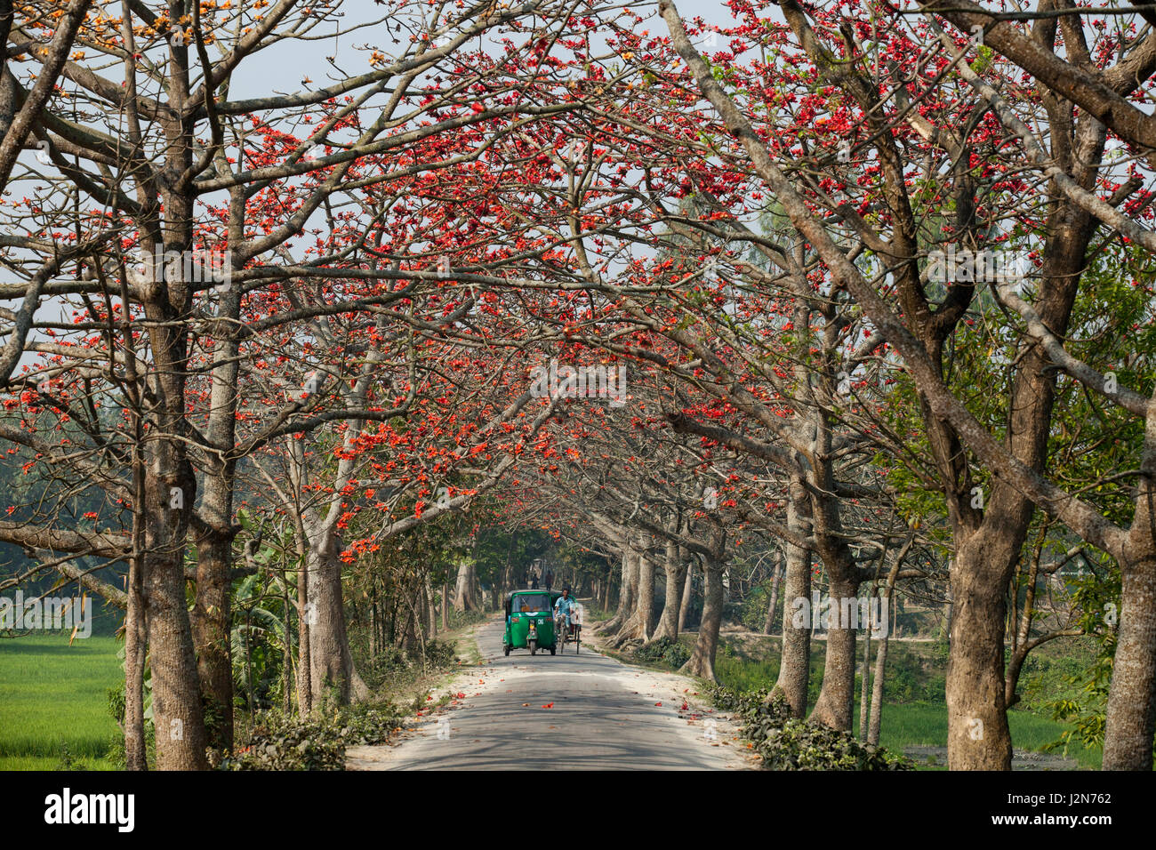 Red Silk Cotton flower trees also known as Bombax Ceiba, Shimul both ...