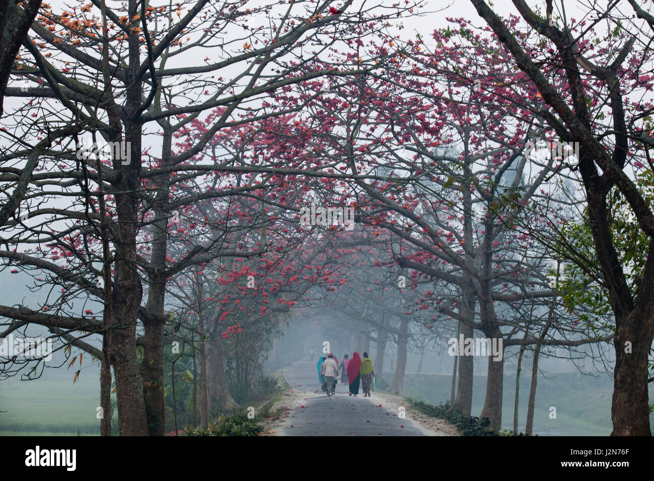 Red Silk Cotton flower trees also known as Bombax Ceiba, Shimul both ...