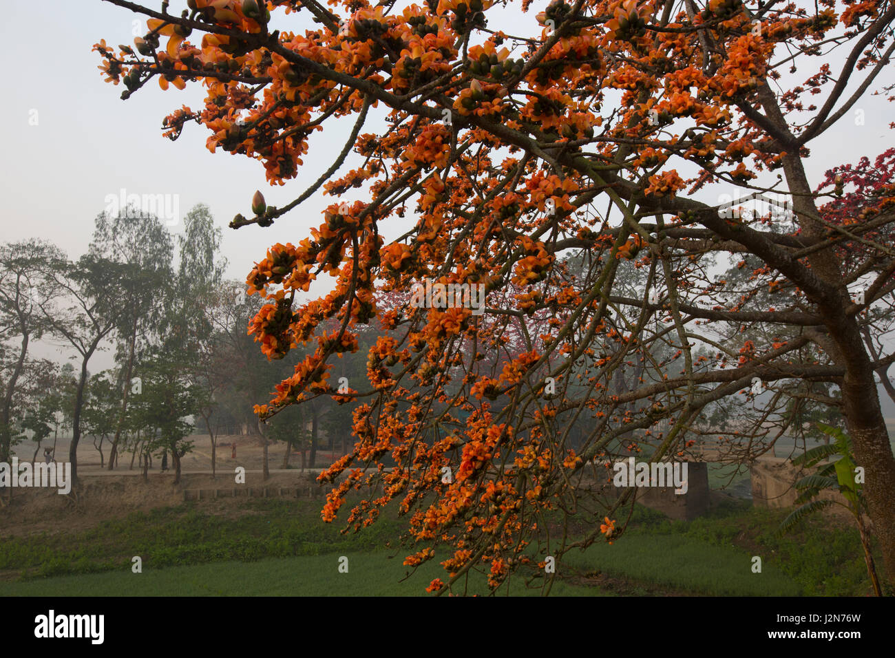 Red cotton trees hi-res stock photography and images - Alamy