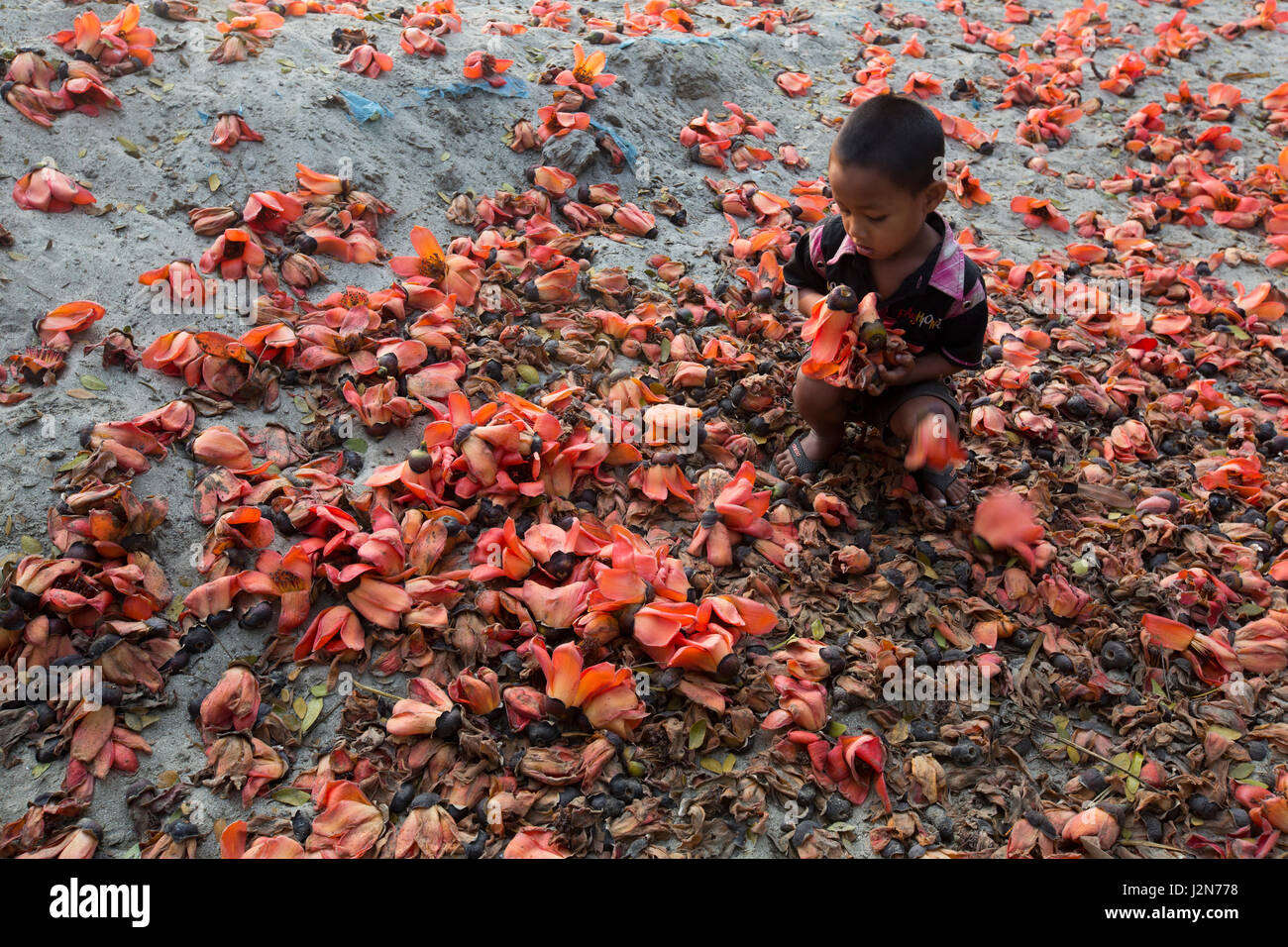 A little boy collects fallen Red Silk Cotton flowers also known as ...